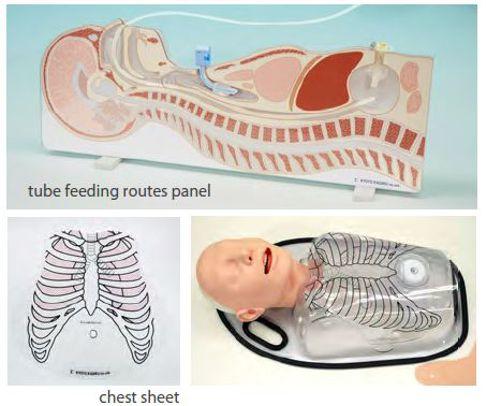 Tube Feeding Simulator (NG, OG, PEG) - 3-Dmed