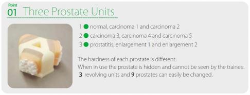 Prostate & Rectal Simulator - 3-Dmed