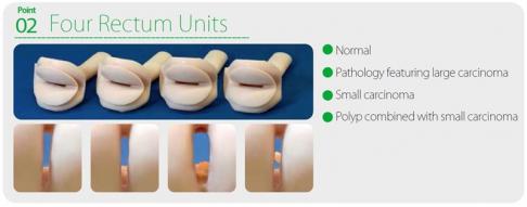 Prostate & Rectal Simulator - 3-Dmed
